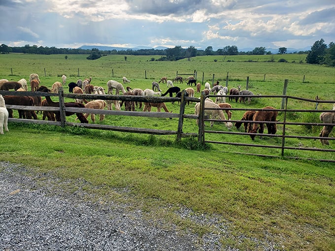 Experience Champlain Valley Alpacas, where peaceful alpacas graze and visitors can enjoy scenic views and unique fiber products!