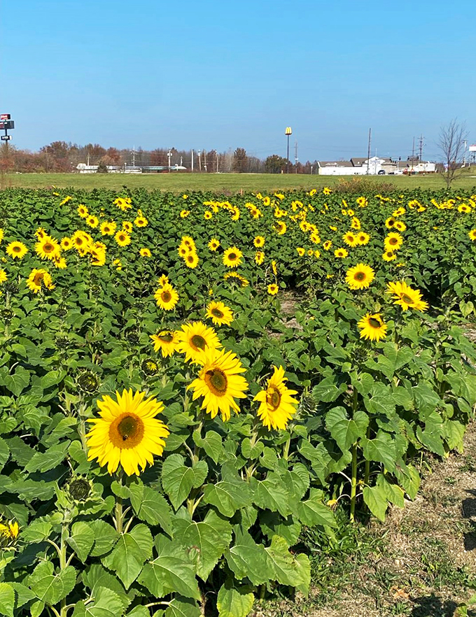 Petals with purpose. This isn't just a field of flowers&mdash;it's a living, growing testament to the power of love and community.