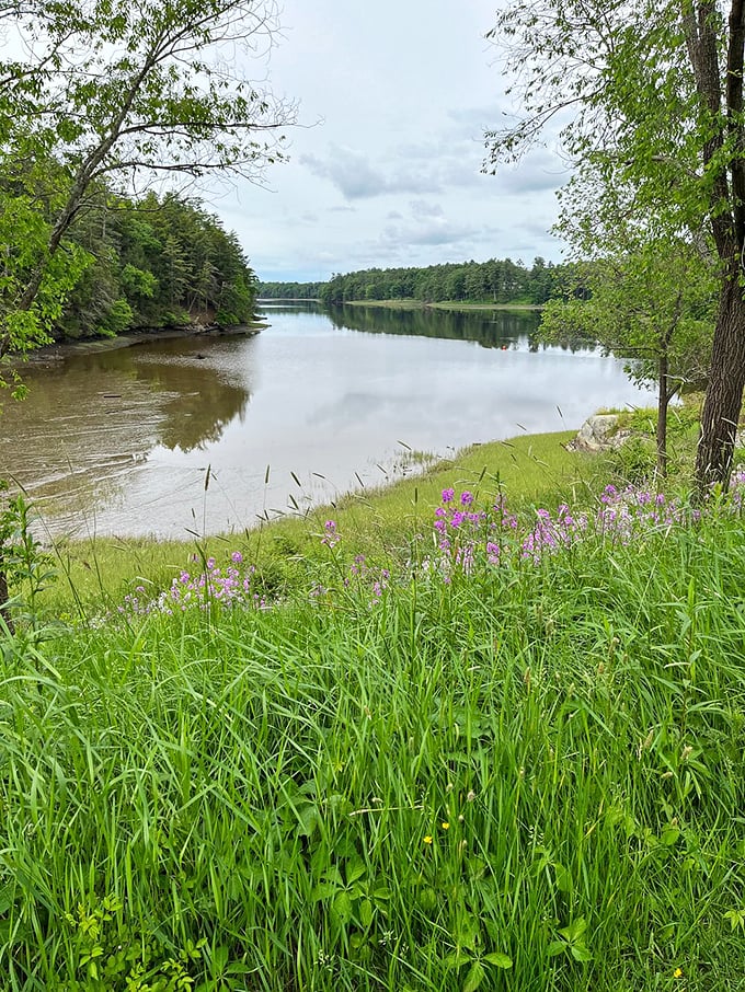 Sunlight dappling through Vaughan Woods: Nature's own light show, no electricity required!