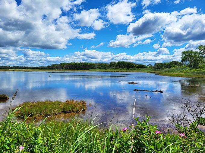 Researchers in their natural habitat! Spot clipboard-wielding scientists alongside foxes and ospreys at Wells Reserve. Both species equally fascinating.