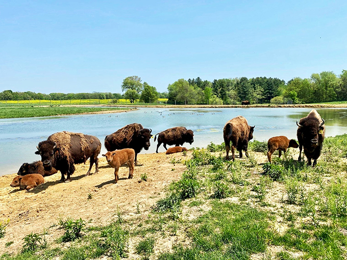 Sleep in a caboose, wake up to wolves. Wildlife Prairie Park: where "roughing it" meets "wait, is that a bison?"