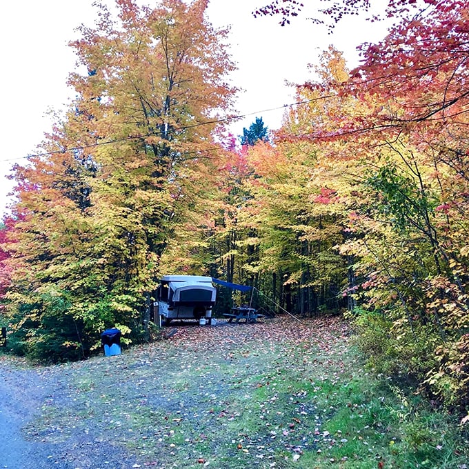Nature's fireworks display! Greenville's autumn foliage is so vibrant, you'll swear the trees are competing in their own version of "America's Got Talent."