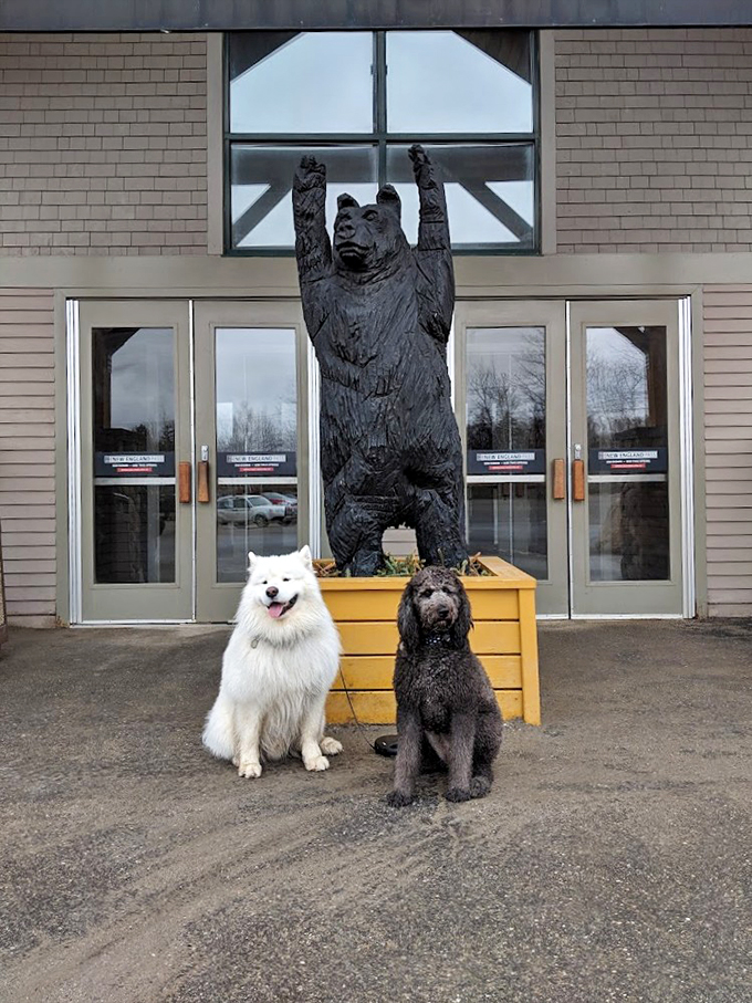 Beary nice welcome! These furry greeters might not work at the front desk, but they sure know how to make an entrance.