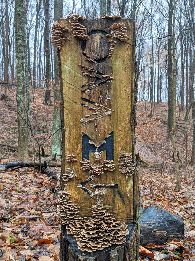 Mushroom masterpiece or nature's graffiti? This fungi-adorned log proves that even decay can be an art form in these woods.
