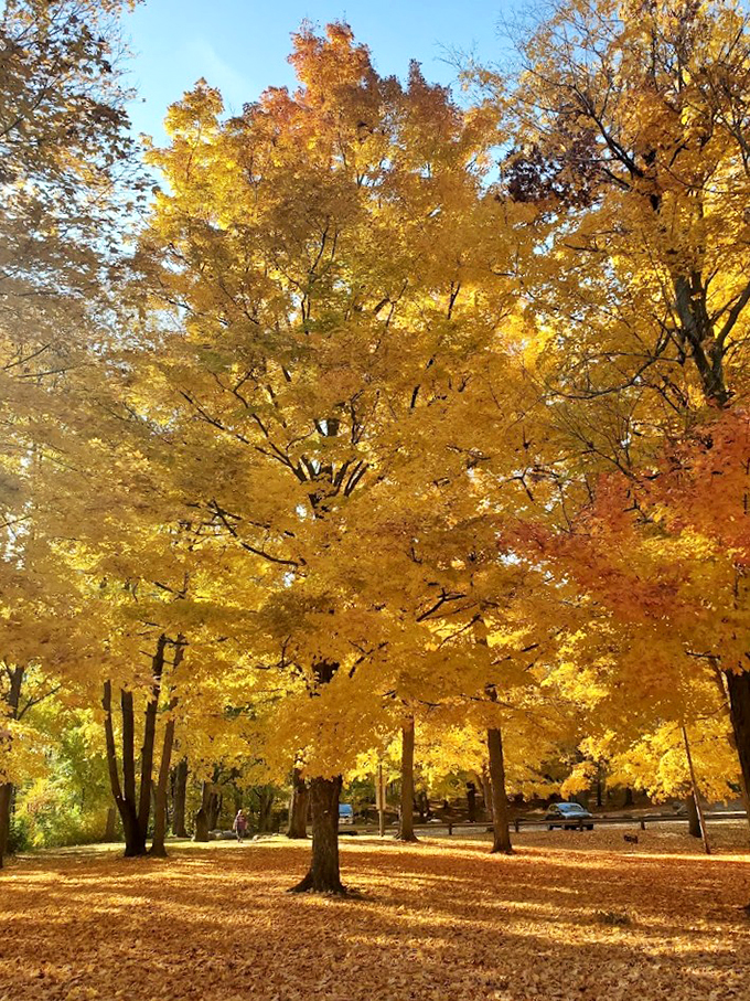 Mother Nature's fireworks display! These golden trees are putting on a show that would make Midas green with envy.