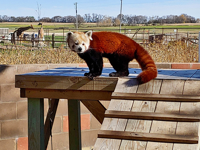 Red pandas: Nature's answer to the question, "What if we made raccoons adorable?" This little guy is serving some serious cuteness overload.