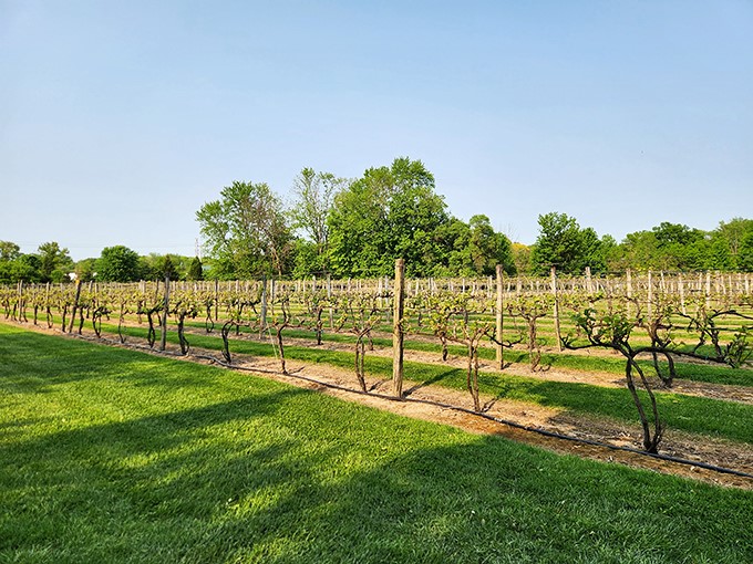 Rows and flows of angel hair&hellip; No, wait, those are grape vines! A view that'll have you humming "Tuscany, Ohio" to the tune of "Georgia On My Mind."