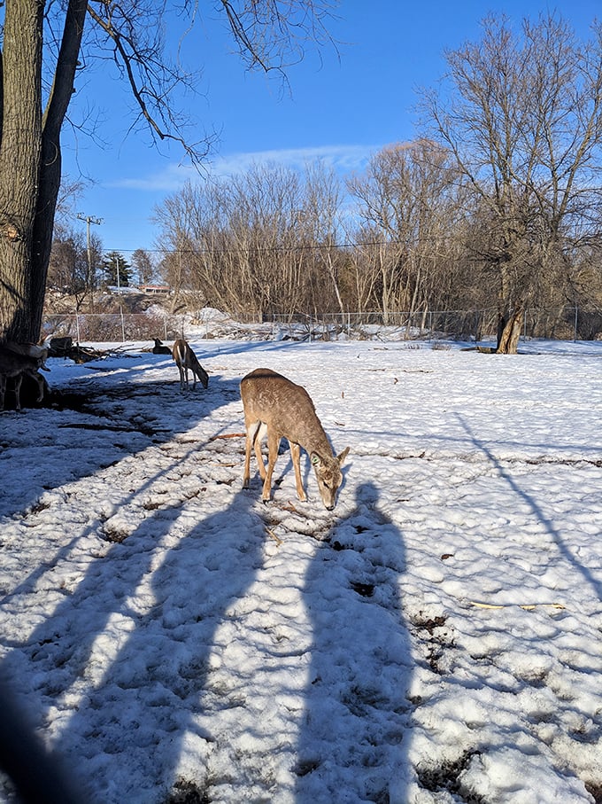 Winter wonderland meets Bambi's backyard. These deer clearly got the memo about Harbor Springs being the coolest spot in town.