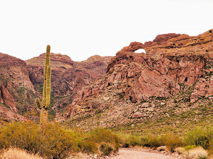 Ajo Mountain Drive: where cacti stand taller than your childhood dreams. This view is like a real-life version of Road Runner's playground &ndash; minus the falling anvils. Photo credit: John Hildebrandt