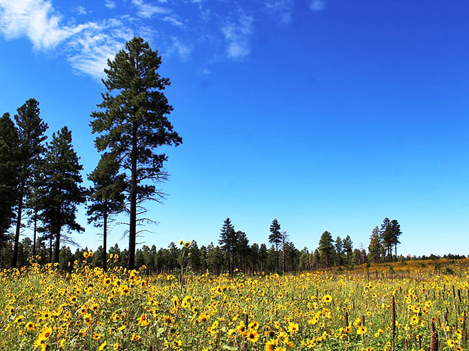 Who needs a yellow brick road when you've got a golden field of sunshine? Dorothy, I don't think we're in Kansas anymore! Photo credit: Kathleen L