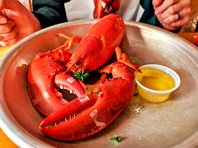 Meet your dinner - a magnificent red crustacean served with drawn butter and a side of coastal tradition.