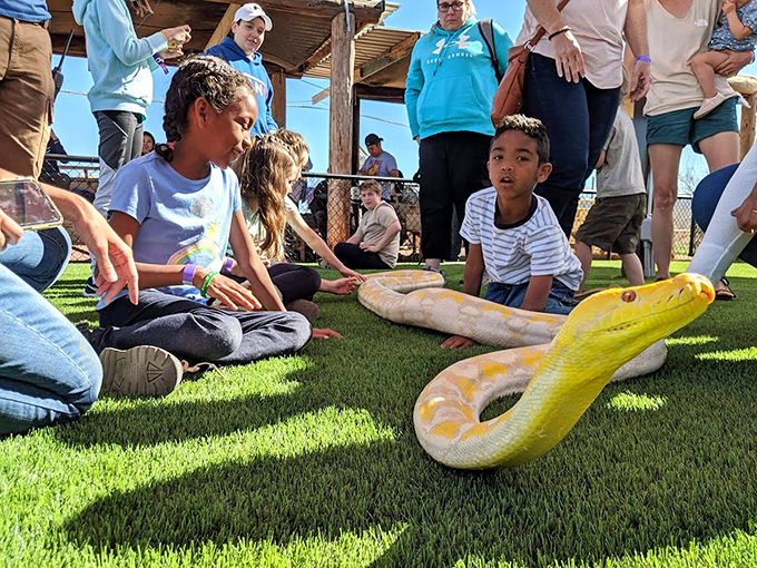 Snakes on a plain? This slithery star steals the spotlight, proving not all desert dwellers have scales made for sunbathing.