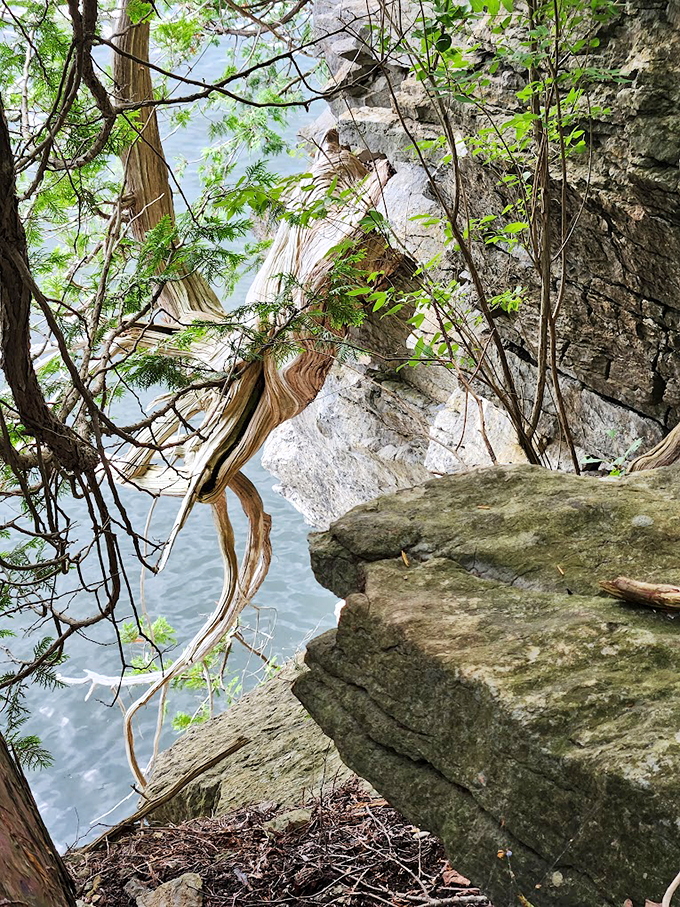 Nature's own modern art installation: twisting trees and weathered rocks create a sculpture garden that would make Picasso jealous.