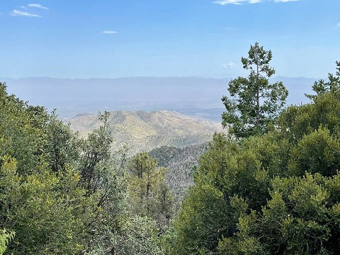 Where desert meets forest: Pine trees crash the saguaros' party at these higher elevations.