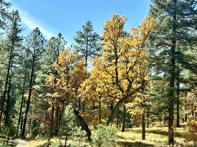 Autumn's golden touch: Alpine's forests don their fall finest, creating a tapestry of colors that would make any leaf-peeper swoon.