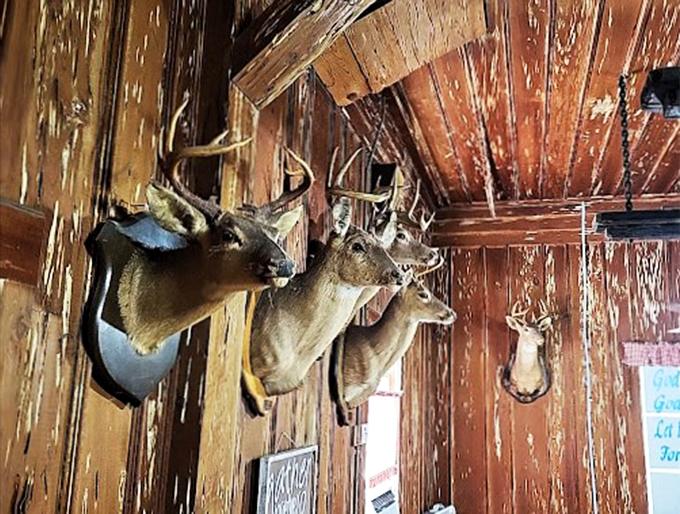 Local hunting trophies and rustic wisdom share wall space, telling stories of the community that calls this place home.