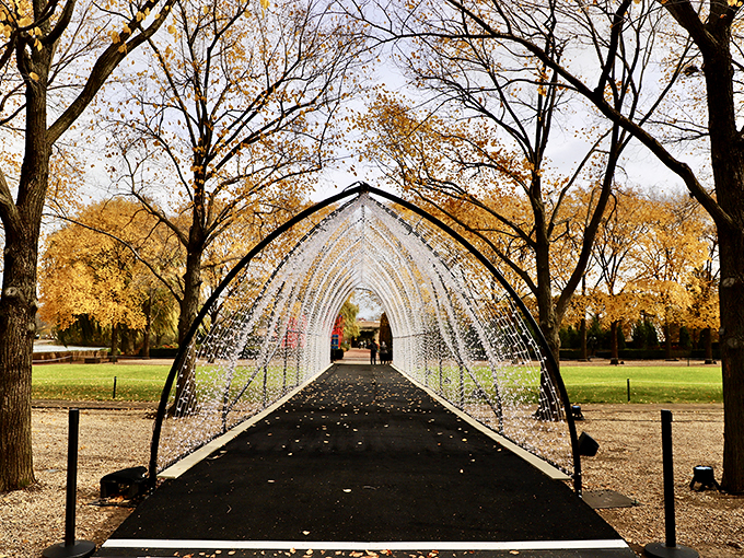 Who needs a light show when you've got this? Nature's own sparkle tunnel, brought to you by autumn and a dash of magic.