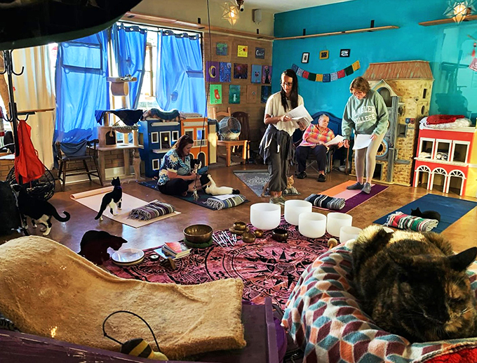 Zen and the art of cat maintenance. This serene lounge is where stressed-out humans come to recharge, guided by furry four-legged therapists.