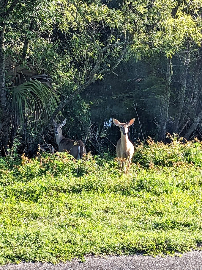 Caught in the headlights? Nah, just posing for their Colt Creek yearbook photo. These deer are ready for their close-up!