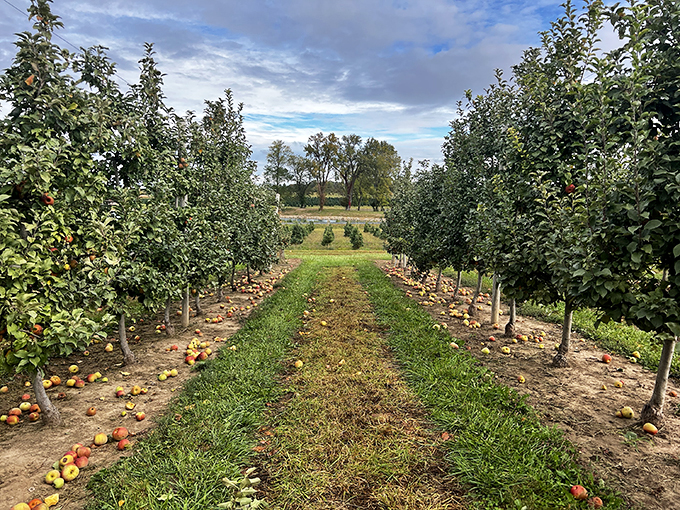 Green means go... pick those apples! This orchard is serving up a traffic light of flavors. Photo credit: Geoffrey Crowley