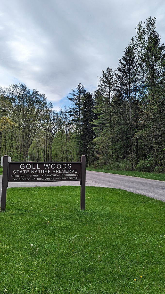 Tree-mendous views: Goll Woods' ancient giants stand tall, offering shade and inspiration. Hug a tree, gain some perspective!
