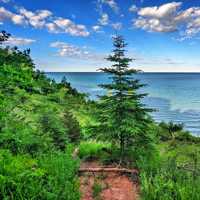 Evergreens standing tall, keeping watch over Lake Michigan. It's like a scene from a Bob Ross painting, but with more "happy little waves."