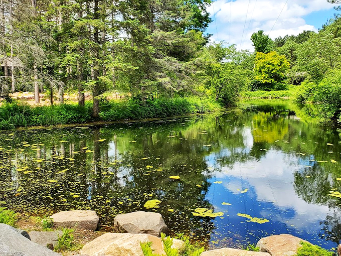 Pond perfection achieved! This serene water feature is where koi fish come to practice their synchronized swimming routines.