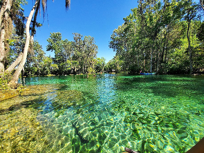 The crystal-clear spring waters reveal every ripple and reflection, nature's version of high-definition entertainment.