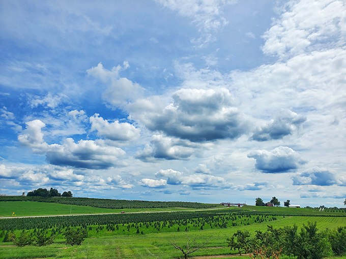 Forget the stock market, invest in apple futures! This orchard's returns are guaranteed to be sweet. Photo credit: javis Chavez