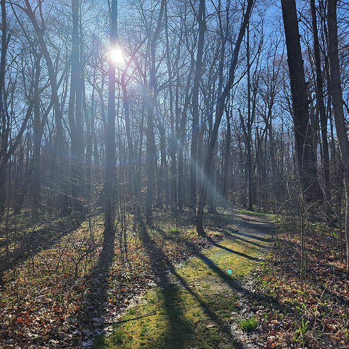 Nature's retirement home: Goll Woods' venerable oaks and hickories have seen it all. Come for the shade, stay for the wisdom.