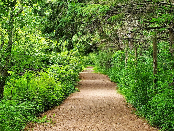 A peaceful woodland path winding through native Wisconsin vegetation.