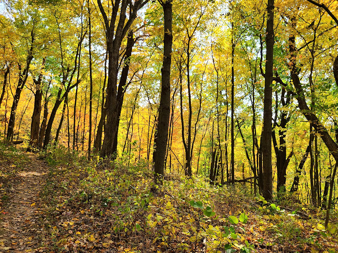 Autumn in Wisconsin: Where the trees dress up in their finest gold, and you feel like you've stumbled into King Midas' backyard!