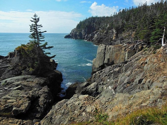 Quoddy Head State Park: where the Atlantic meets rugged beauty, sea breezes kiss the cliffs, and adventure whispers from every corner.