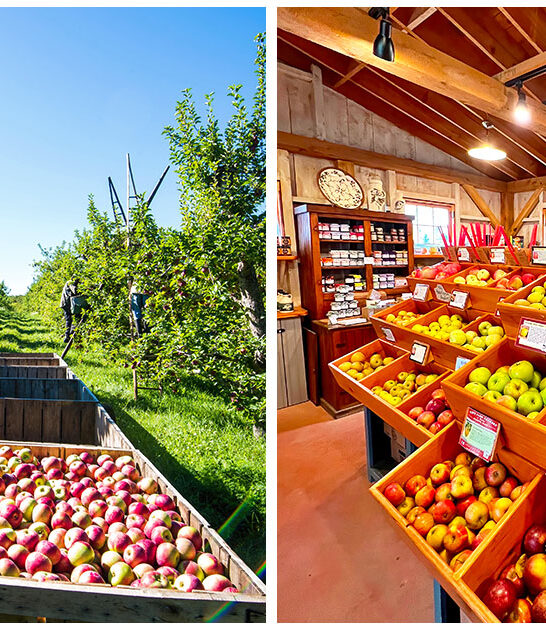 apple picking trip vermont