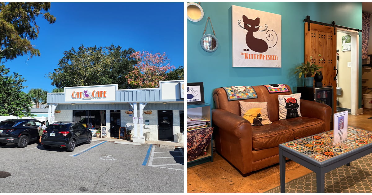 This Charming Cat Cafe In Florida Lets You Sip Coffee And Adopt Kittens