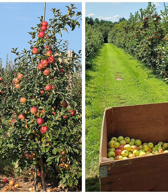 donuts-apple-cider-illinois ftr