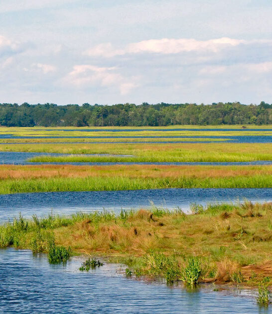 enchanting marshes maine FTR