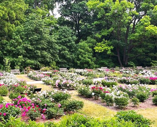 enchanting preserves michigan ftr