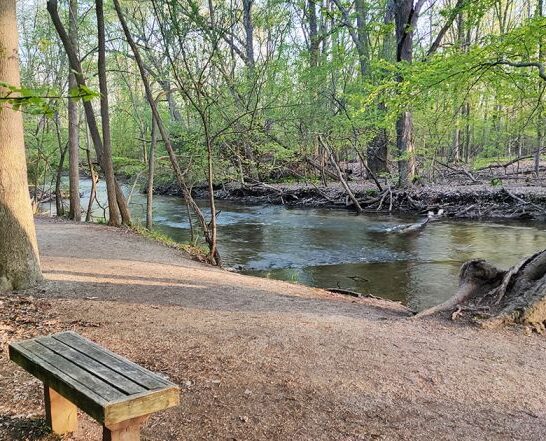 enchanting woodland preserves michigan ftr