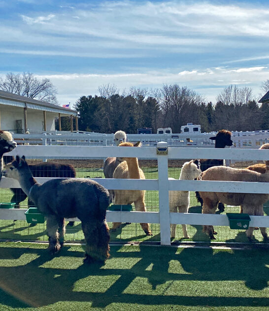 fun alpaca farm wisconsin ftr