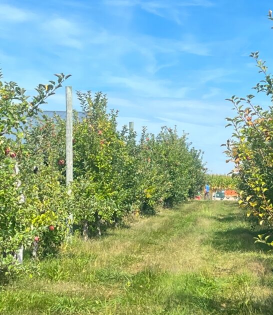 fun apple orchards illinois ftr