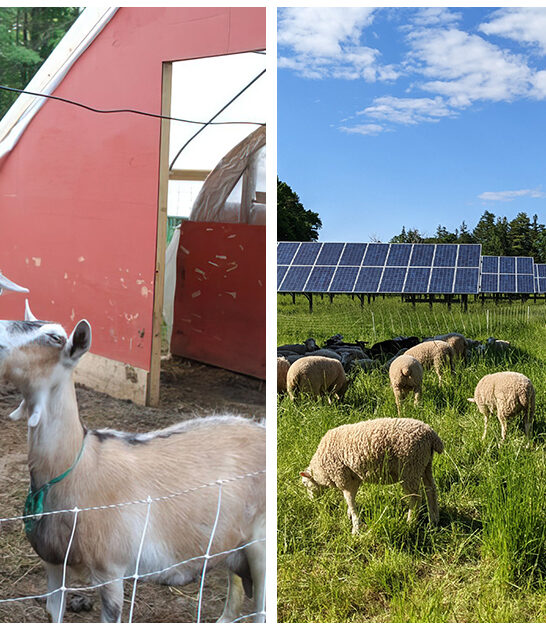 hidden animal adventure vermont ftr