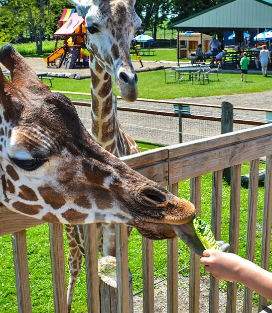minnesota unique zoo giraffes ftr
