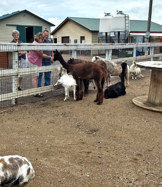 minnesota zoo exotic animals ftr
