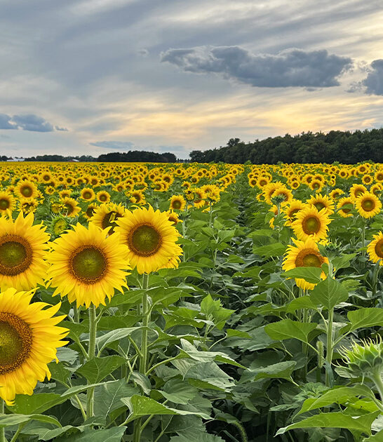 picturesque flower fields ohio ftr