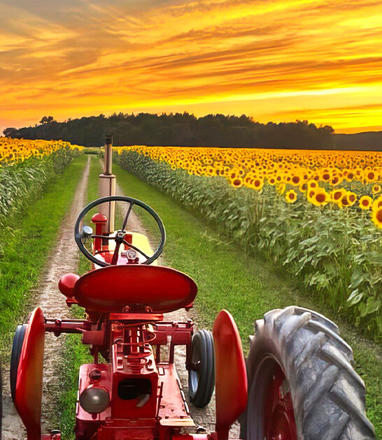 postcard flower fields ohio ftr
