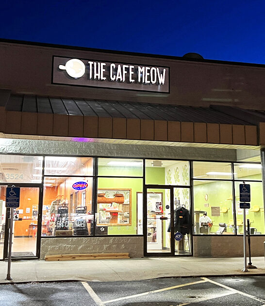 relaxing cat lounge minnesota ftr