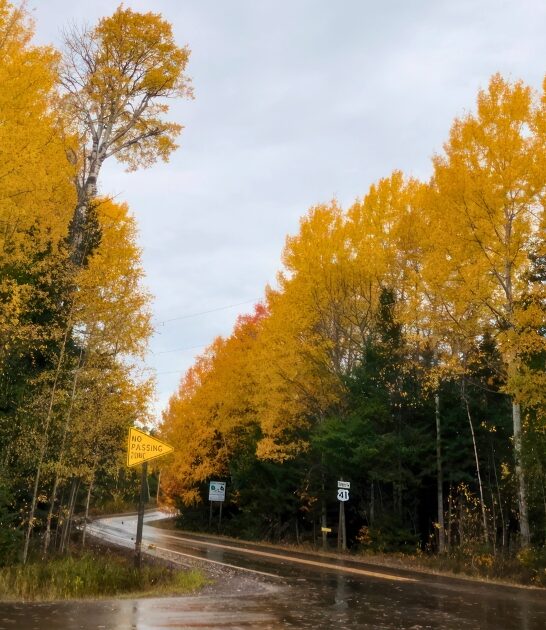 tree lined roads michigan ftr