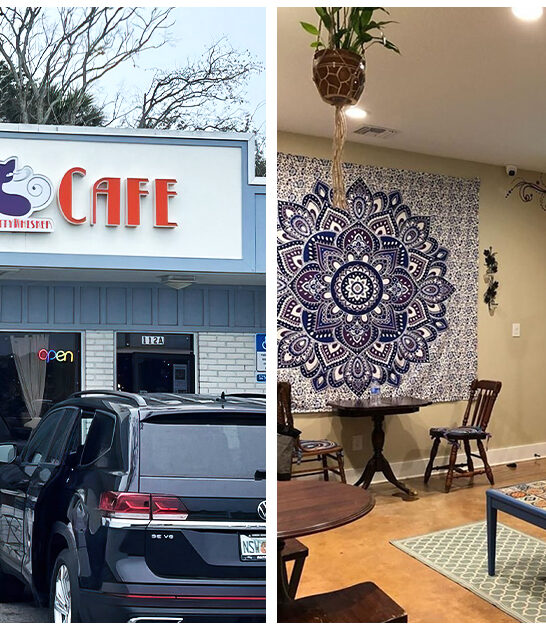 unique cat cafe florida FTR