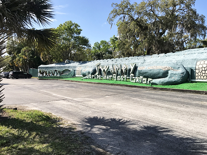 Welcome to Jurassic Park's quirky cousin! Swampy, the World's Largest Alligator, grins wide, inviting brave souls into a world where prehistoric meets pure Florida fun. 